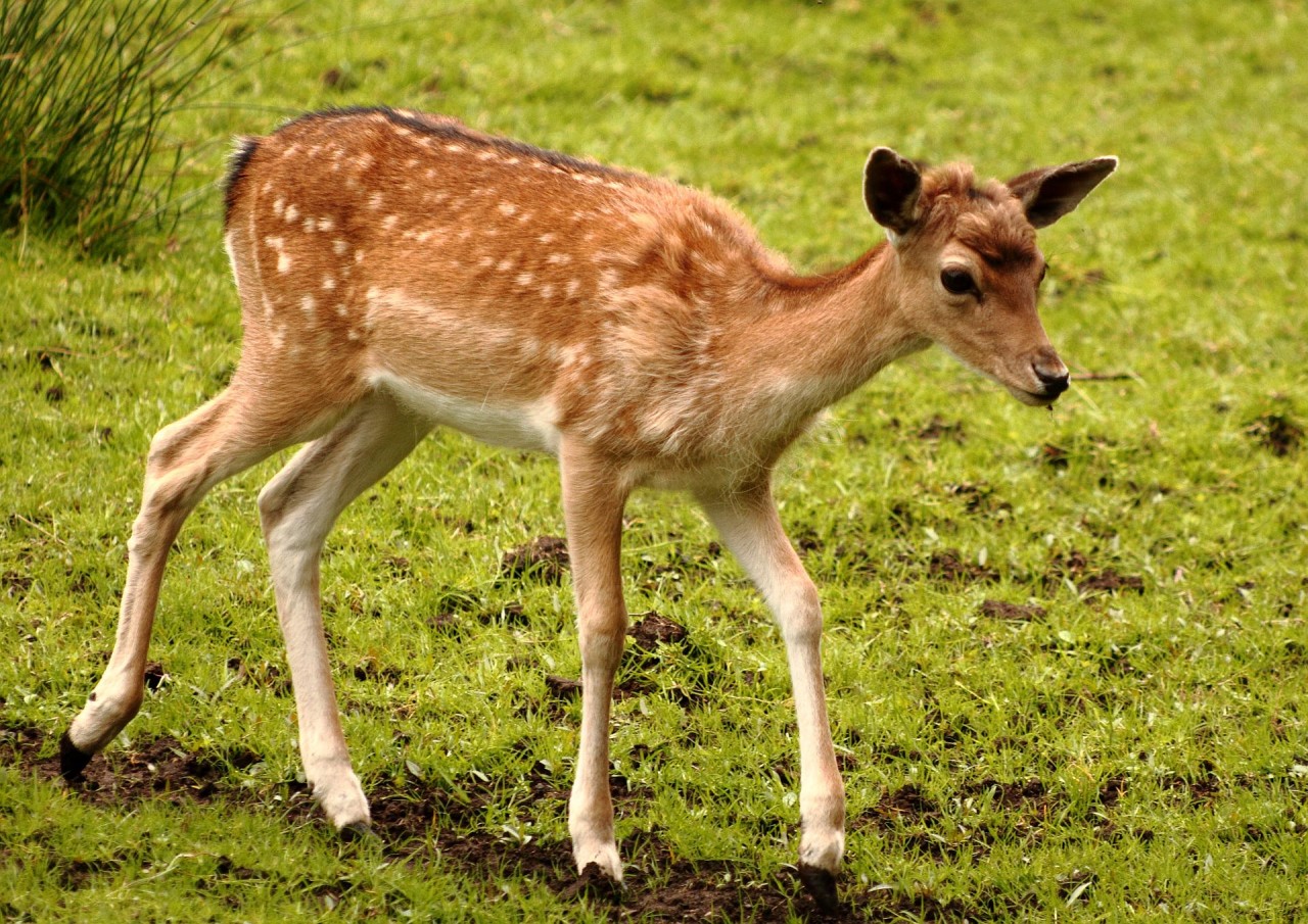Rotwild-Kitz in Eekholt – Frank Butenhoff – Fotoblog